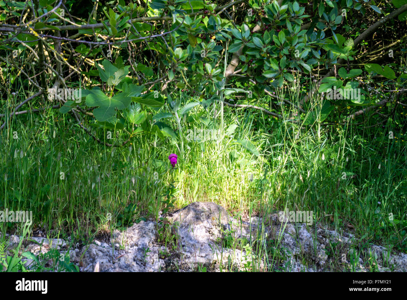 Lone flower hi-res stock photography and images - Alamy