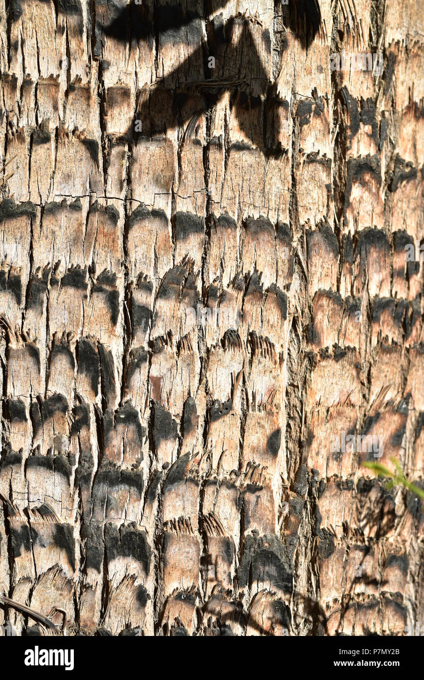 close up detail tropical palm tree trunk bark texture pattern Stock ...
