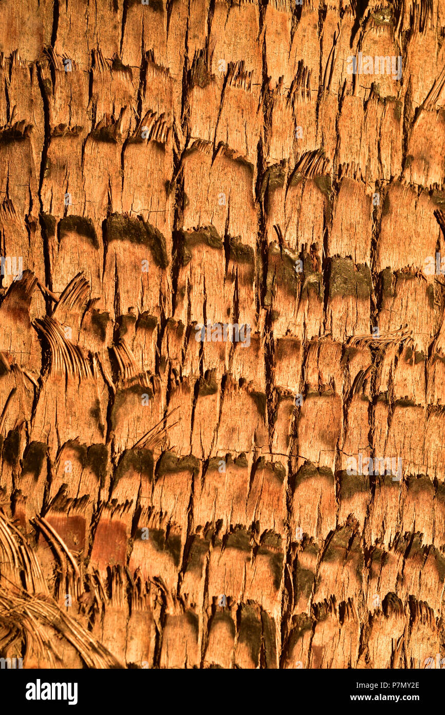 Patterns in bark palm tree hi-res stock photography and images - Alamy