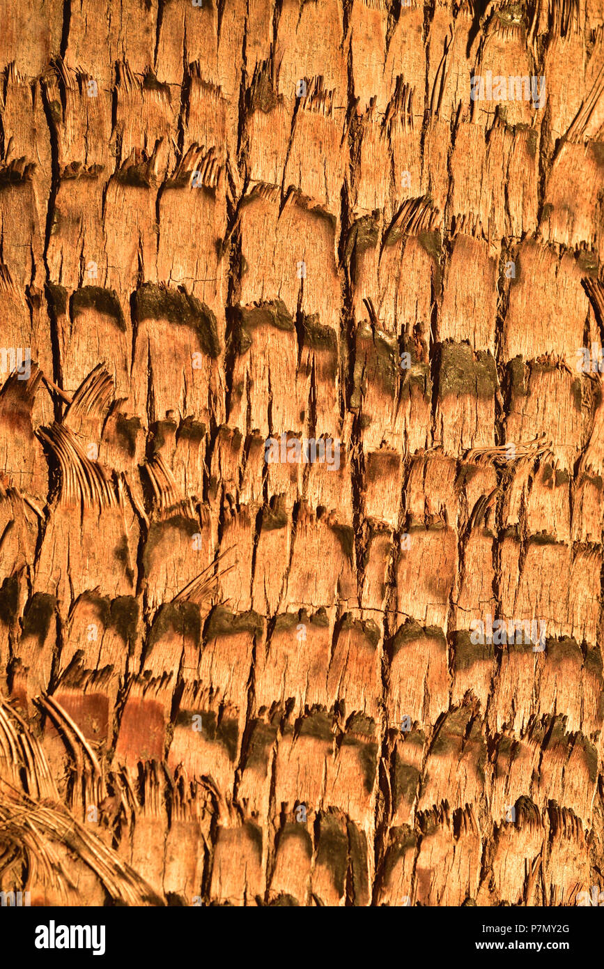 close up detail tropical palm tree trunk bark texture pattern Stock ...