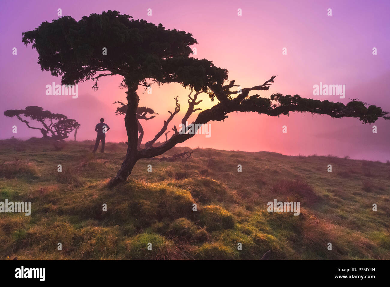 A man admires the view. Azores Juniper tree Lagoa do Capitao against ...