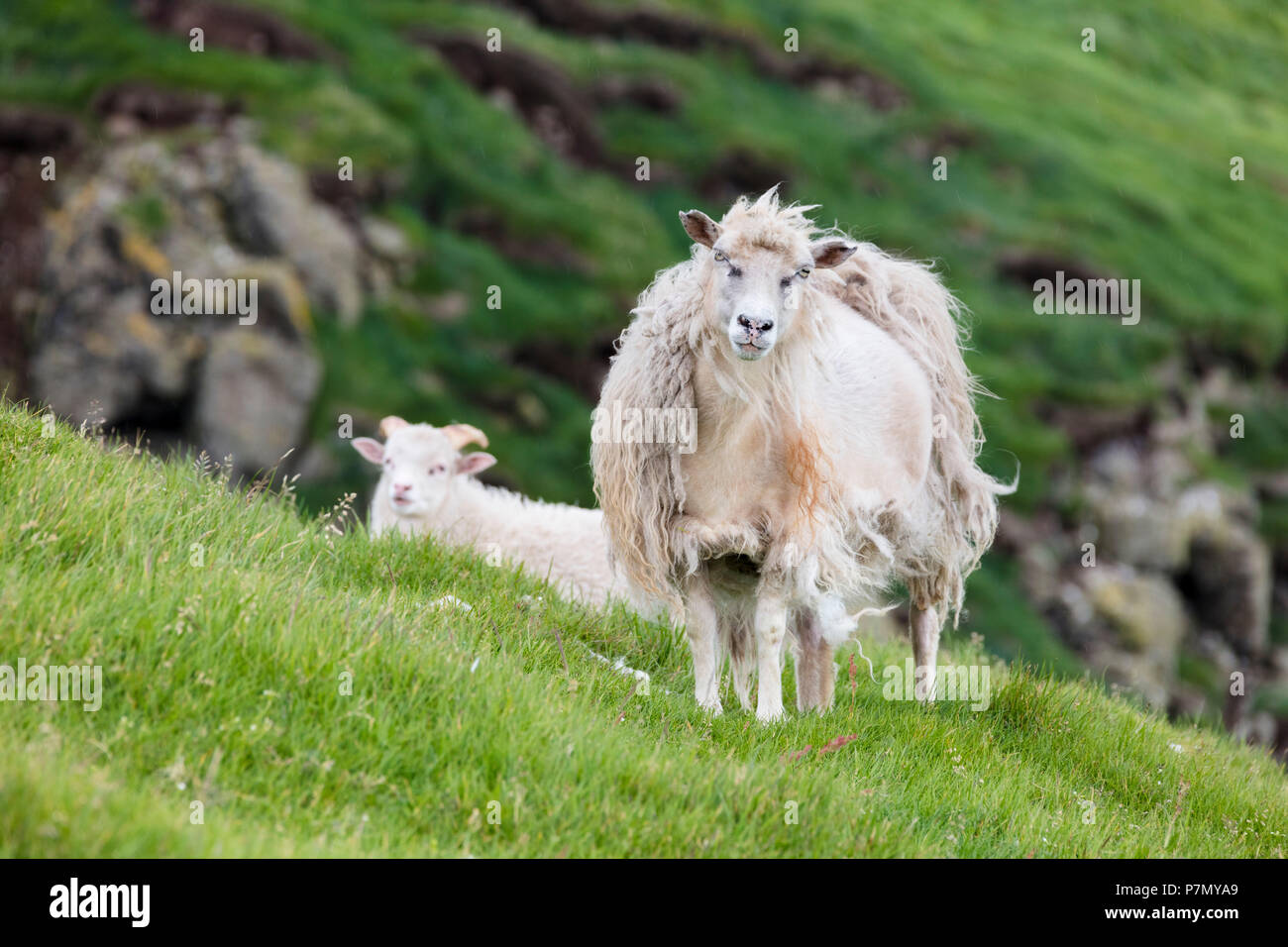Sheep in green meadows, Mykines island, Faroe Islands, Denmark Stock ...