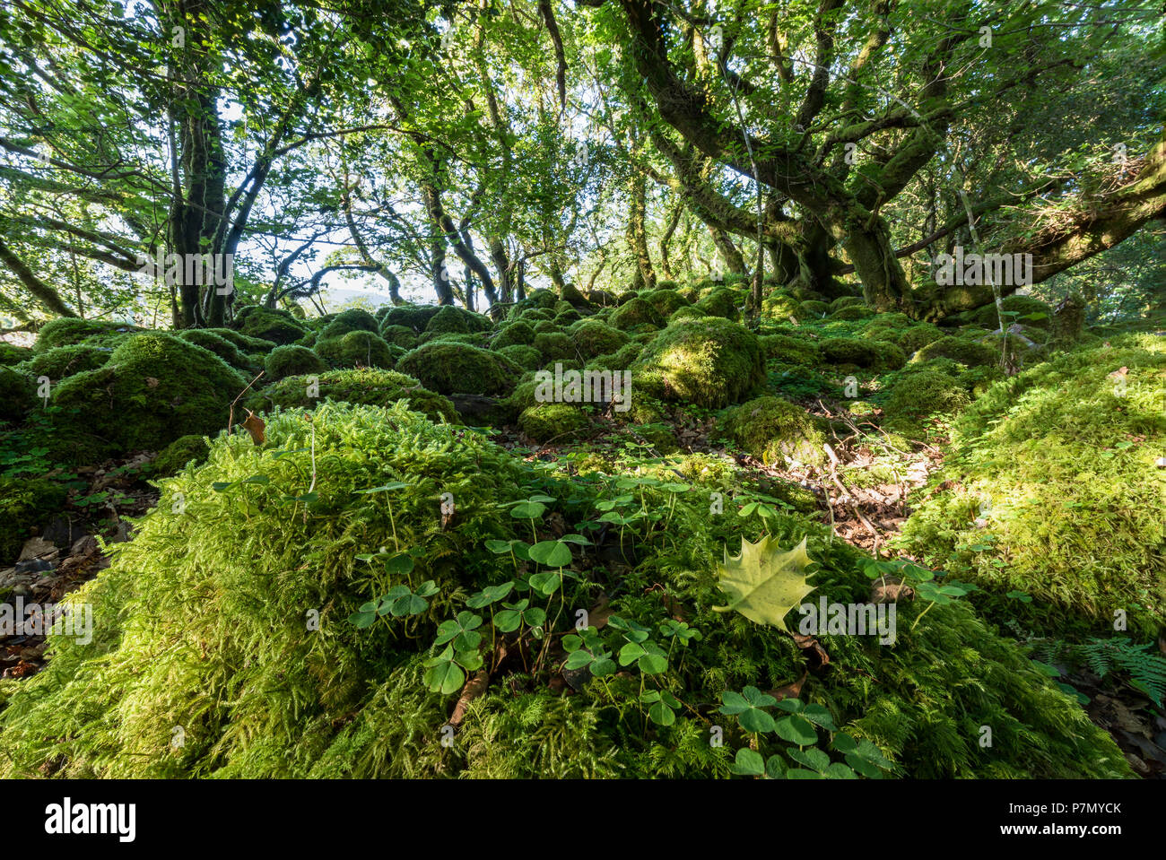 Green woods, Killarney National Park, County Kerry, Ireland Stock Photo ...