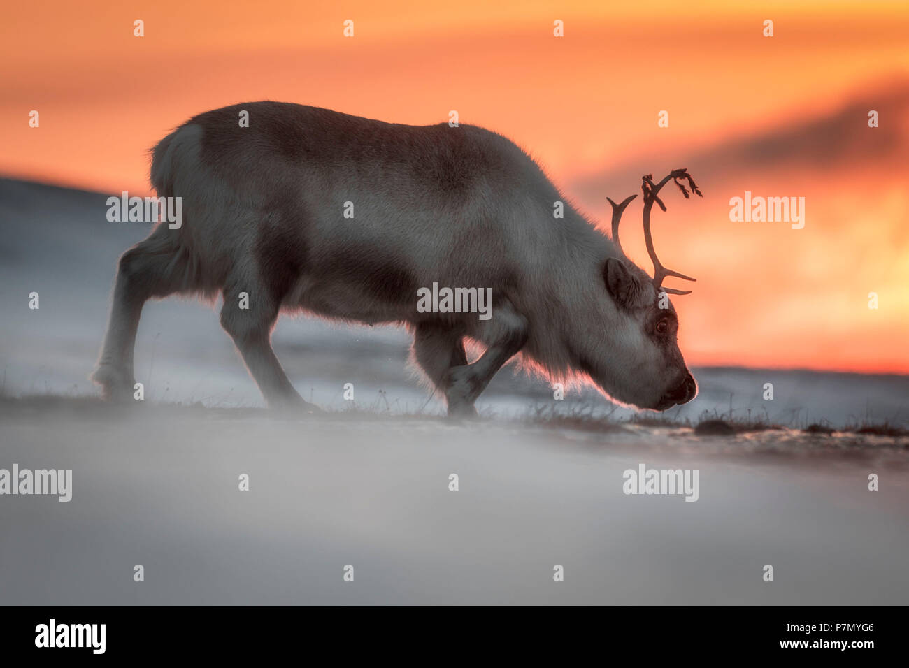 Svalbard reindeer, Rangifer tarandus platyrhynchus, in Spitsbergen ...