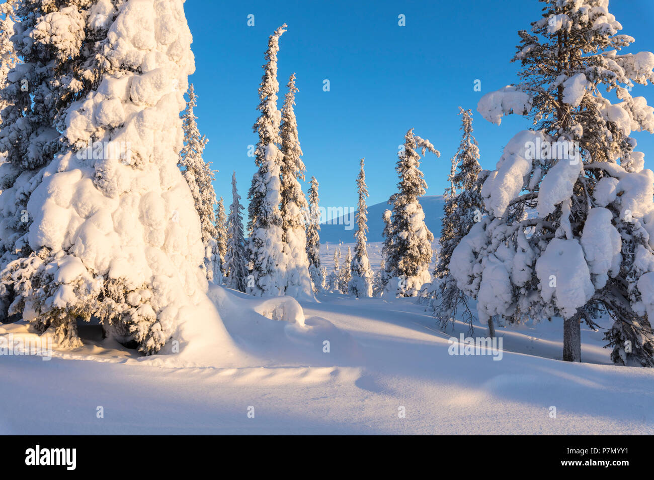 Sun on the snowy woods, Pallas-Yllastunturi National Park, Muonio ...
