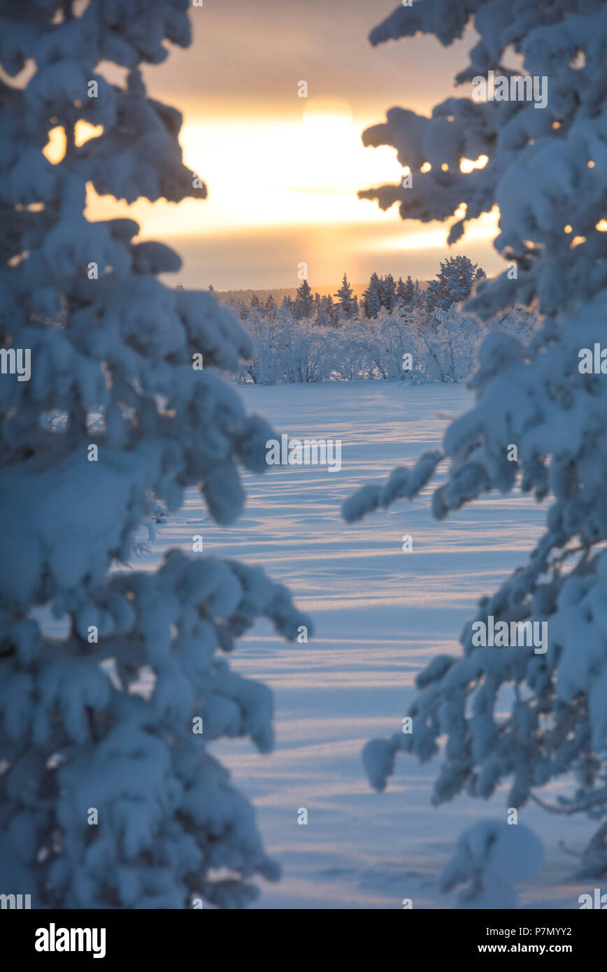 Sunset on frozen trees, Muonio, Lapland, Finland Stock Photo - Alamy