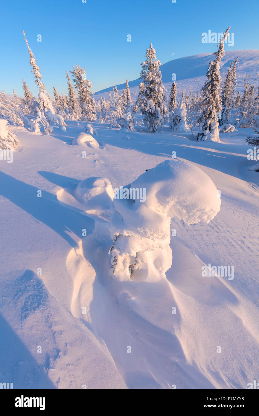 Sun on frozen trees, Pallas-Yllastunturi National Park, Muonio, Lapland ...