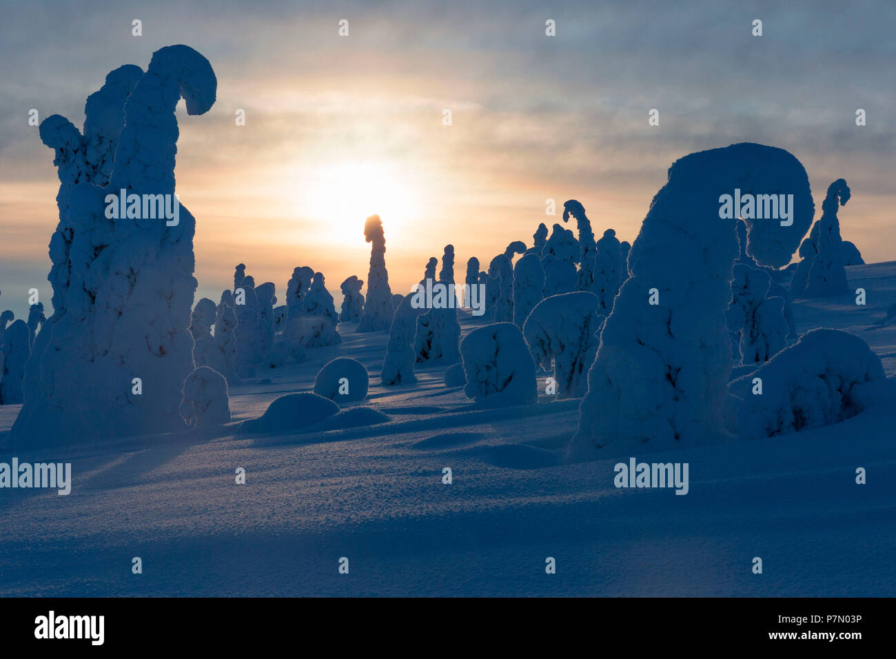 Typical ice sculptures in the woods of Riisitunturi national park ...