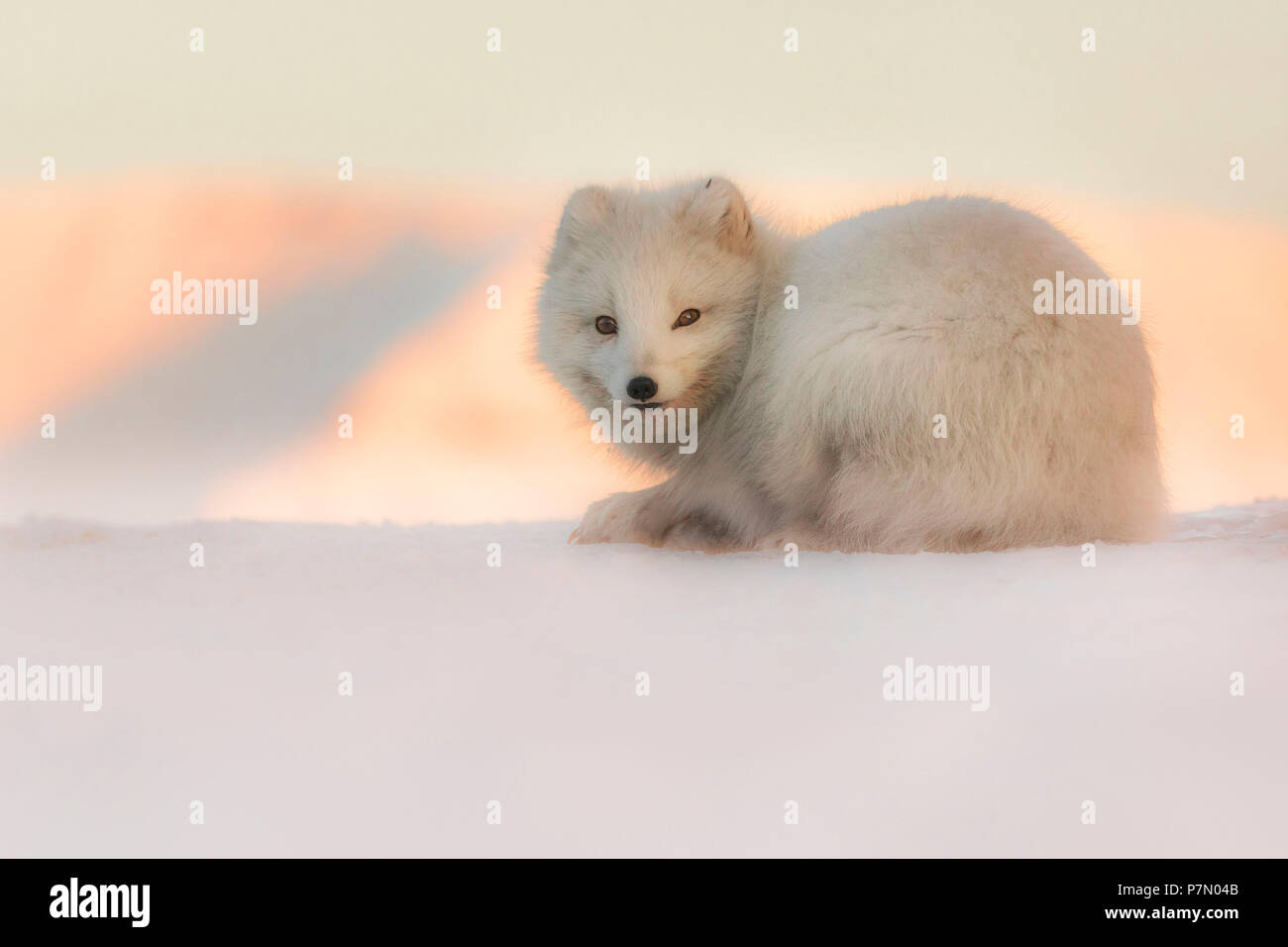 Arctic fox in Pyramiden, Vulpes lagopus, Billefjorden, Spitsbergen ...
