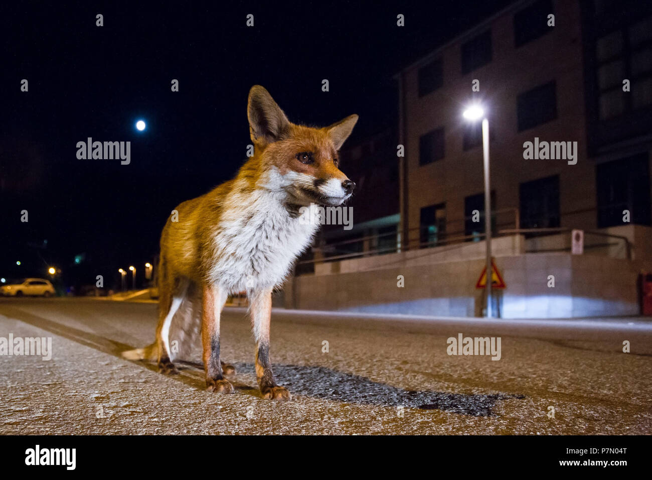 Alpine fox hi-res stock photography and images - Alamy