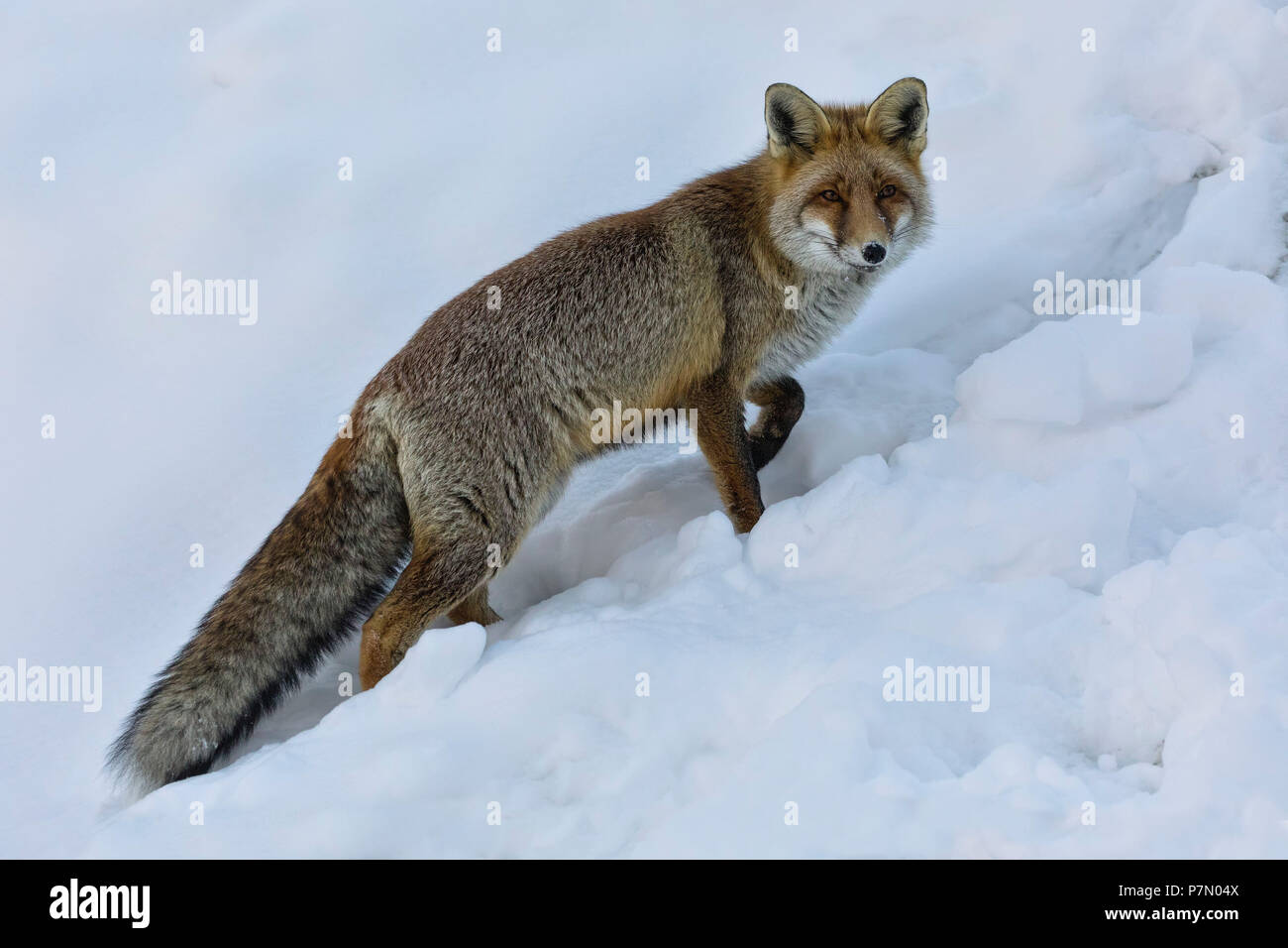 Red fox on the snow, italian alps, Piedmont, Italy, Europe Stock Photo ...
