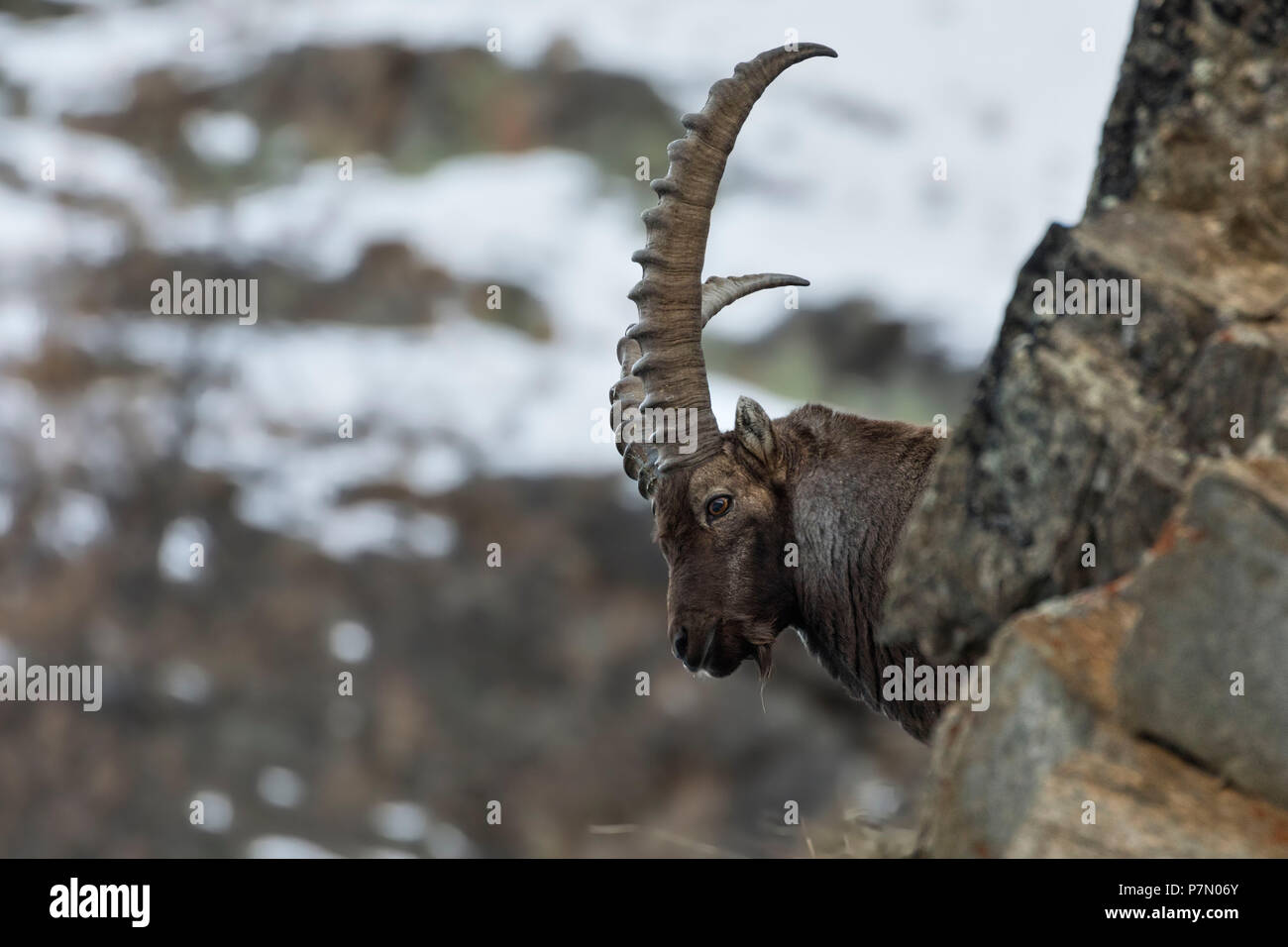 Adult Ibex in its environment, italian alps, Piedmont, Italy, Europe ...