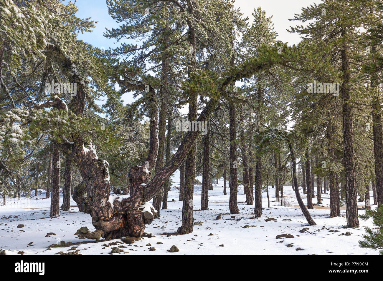 Troodos snow mountains hi-res stock photography and images - Alamy