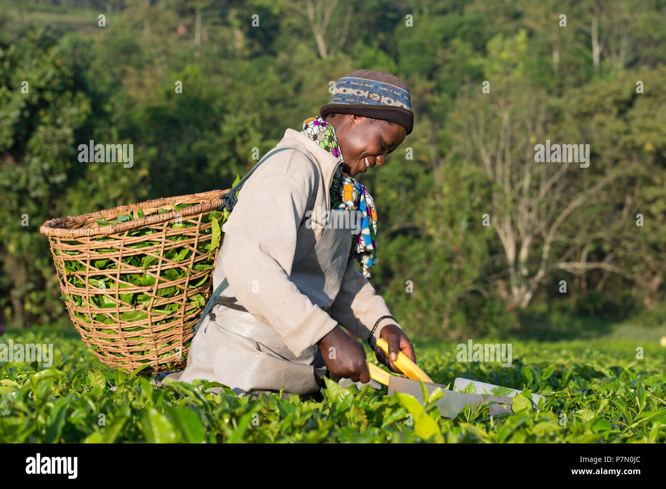 Tea Harvesting, Ugandan Woman Harvests Tea, Picking Tea Leaves in ...