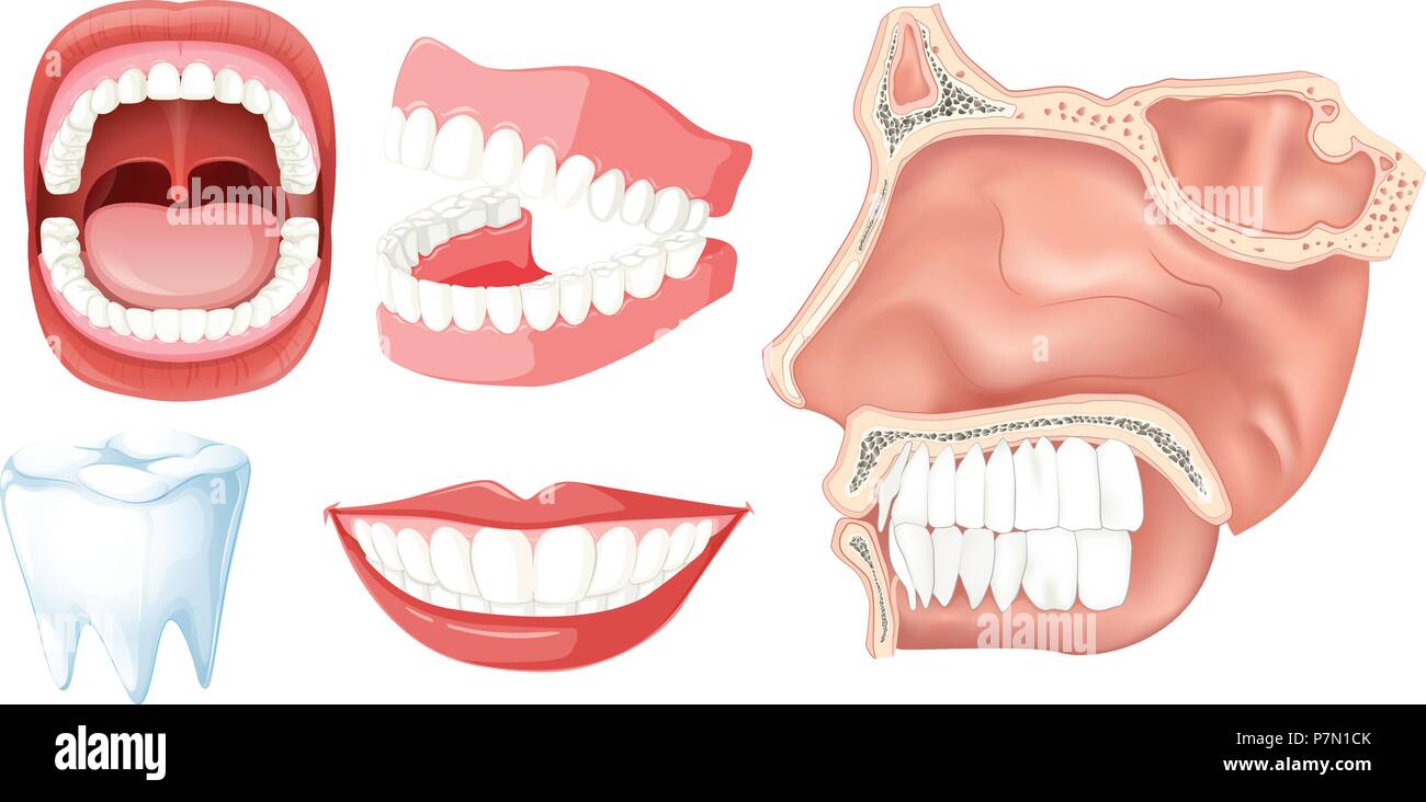 A Set of Human Teeth illustration Stock Vector Image & Art - Alamy