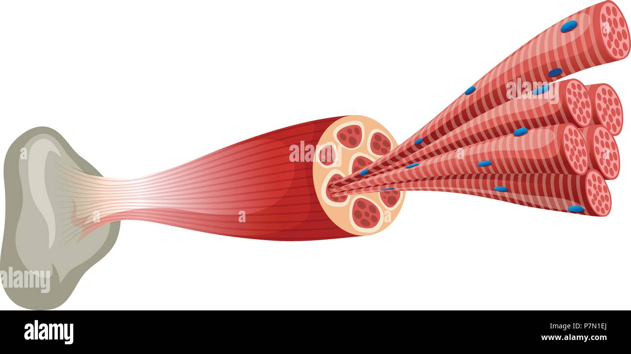 Male muscles anatomy Stock Vector Images - Alamy