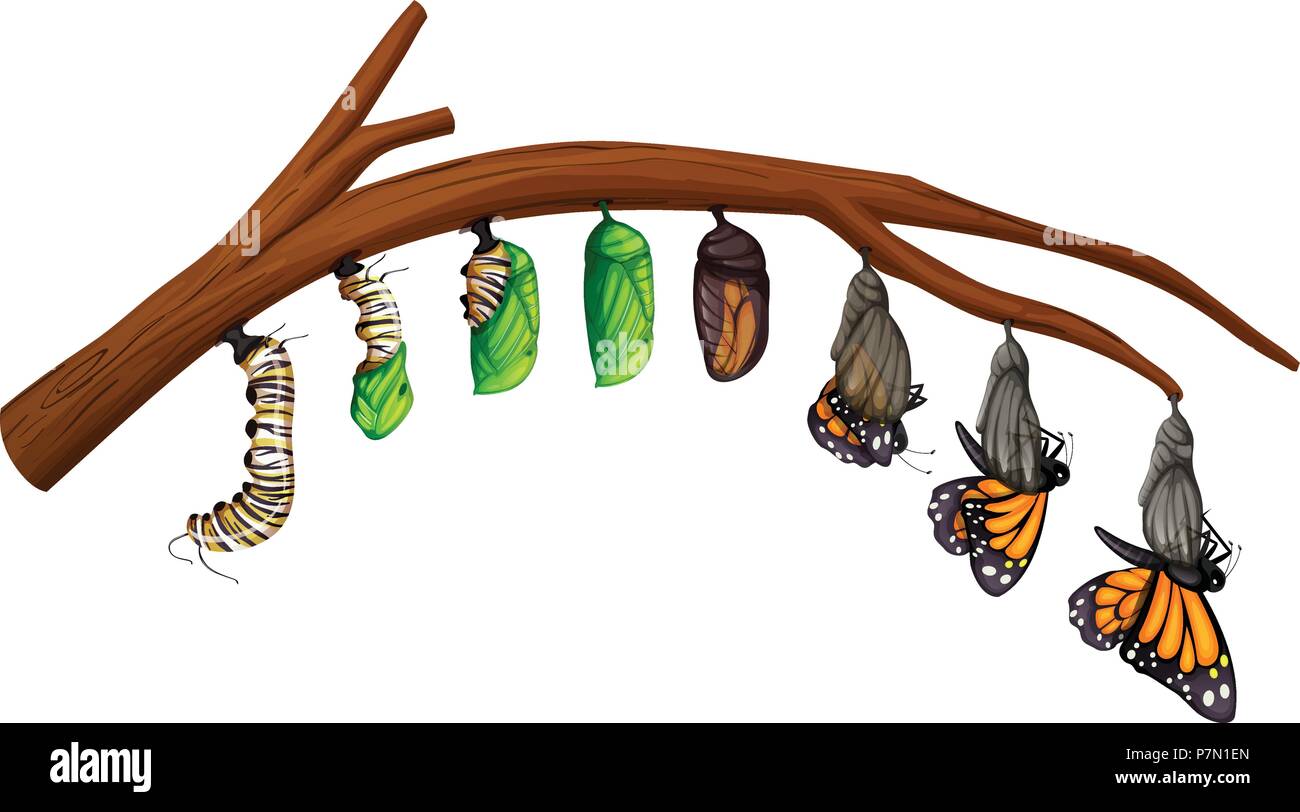 A Set of Butterfly Life Cycle illustration Stock Vector Image & Art - Alamy
