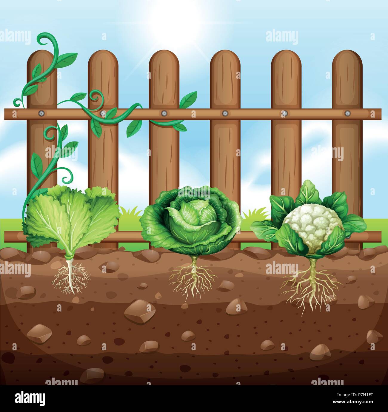 Set of vegetable crops illustration Stock Vector Image & Art - Alamy