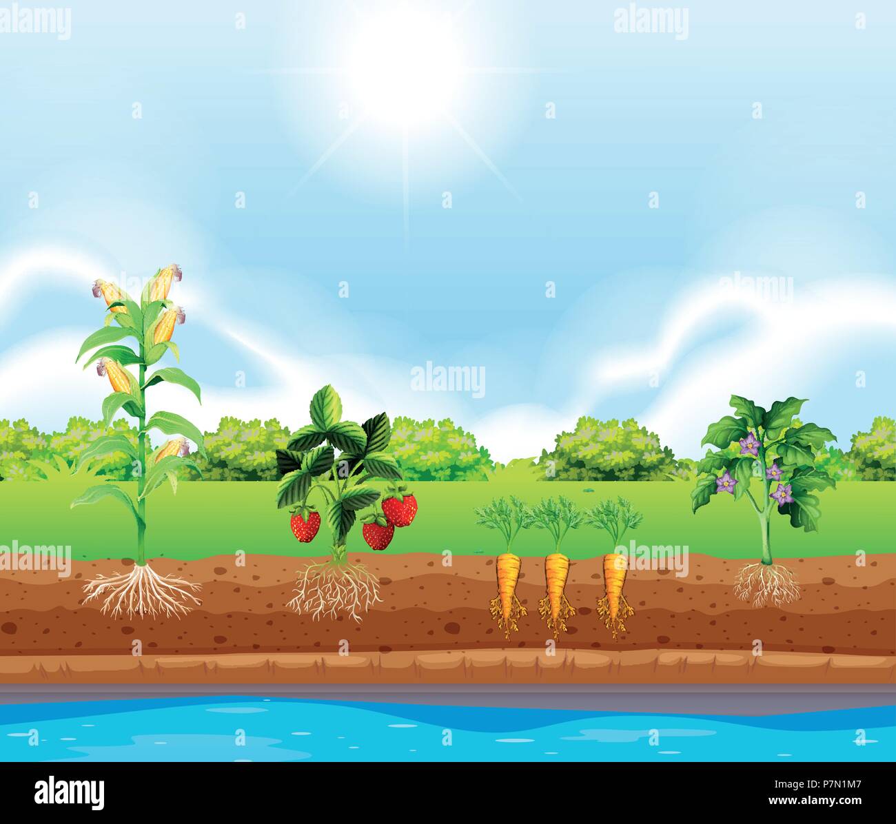 A Set of Plants Growing illustration Stock Vector Image & Art - Alamy