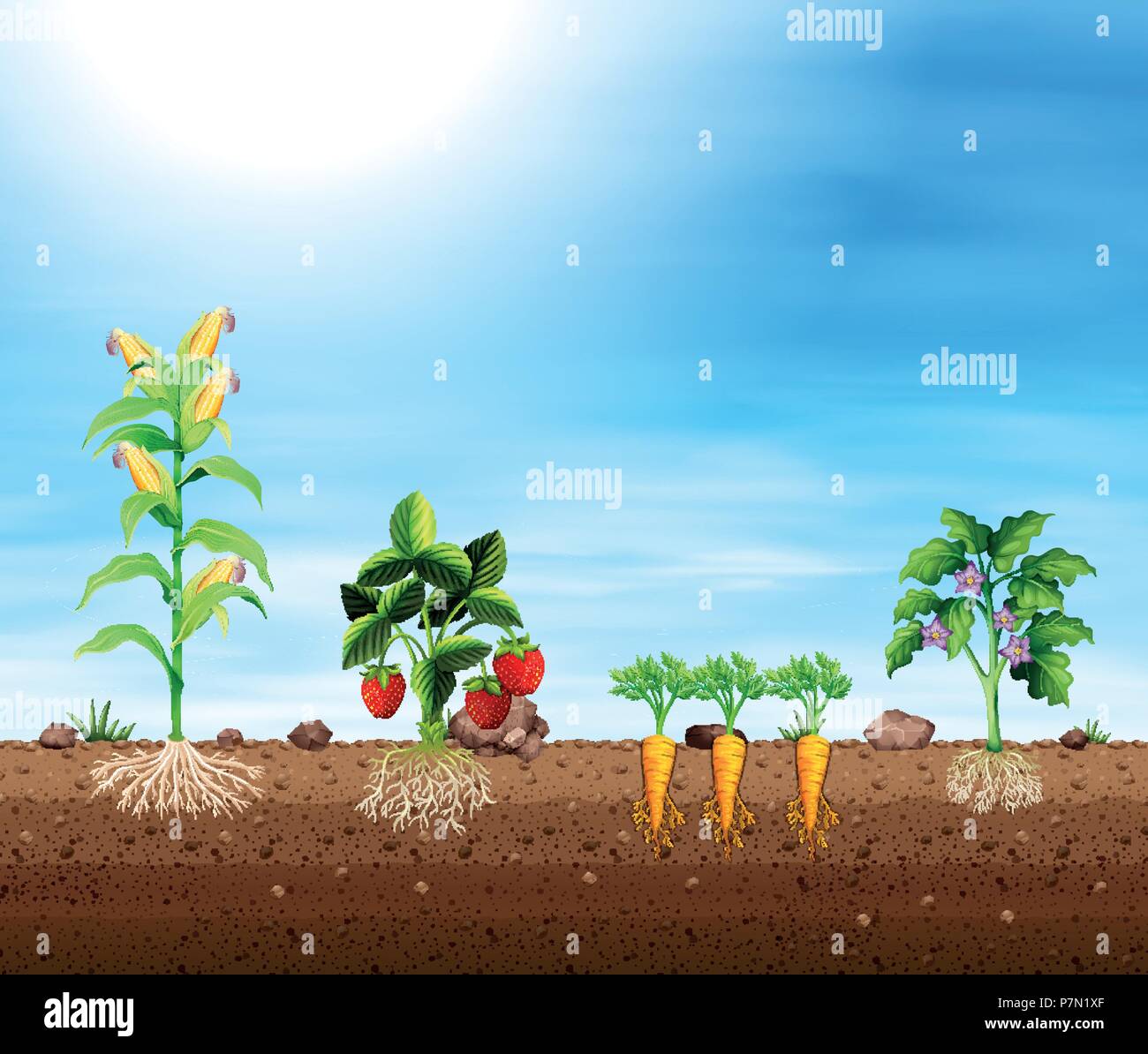 Set of different crops illustration Stock Vector Image & Art - Alamy