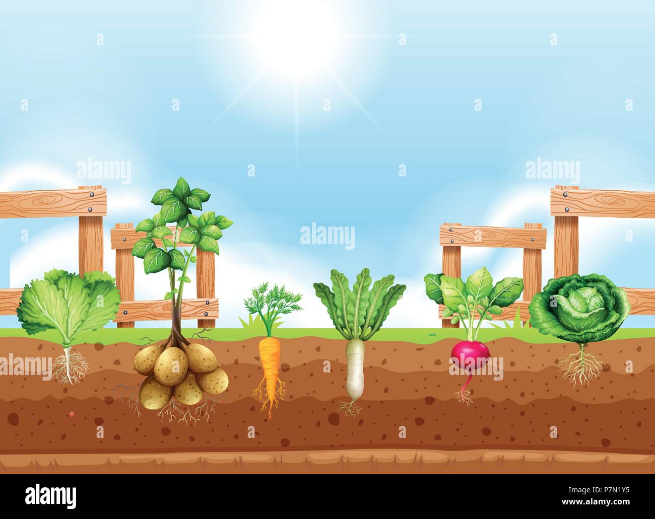 Set of different vegetable crop illustration Stock Vector Image & Art ...