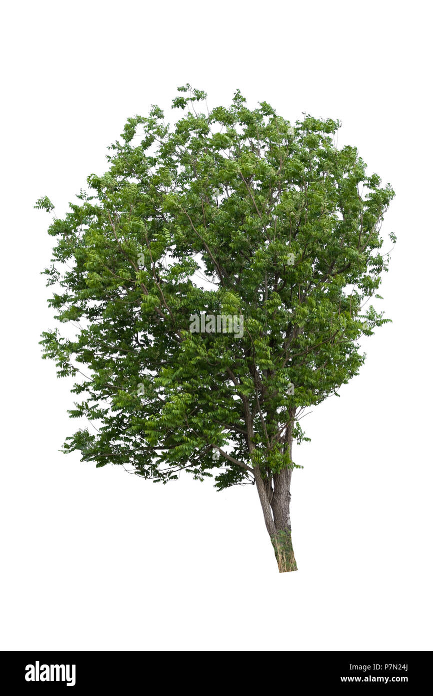 Tree isolated on a white background, Can be used a tree for part ...