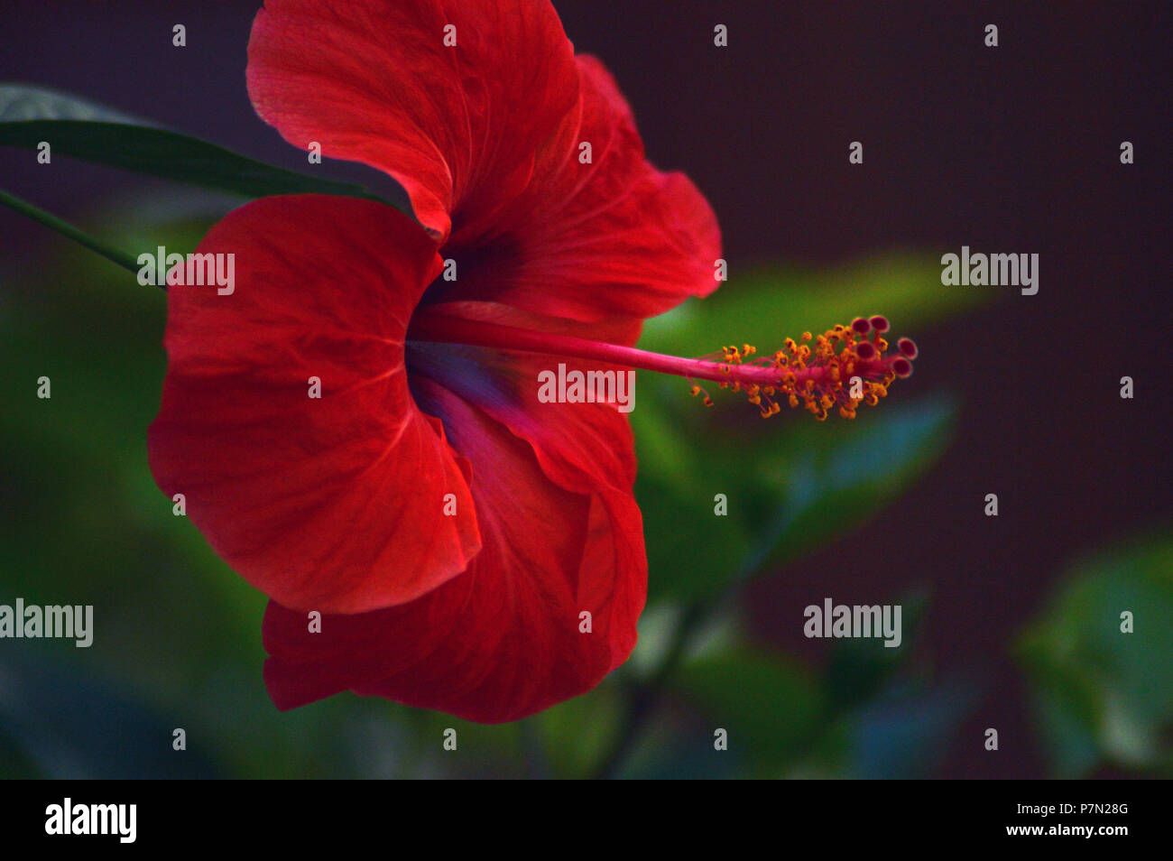 Beautiful hawaiian hibiscus hi-res stock photography and images - Alamy