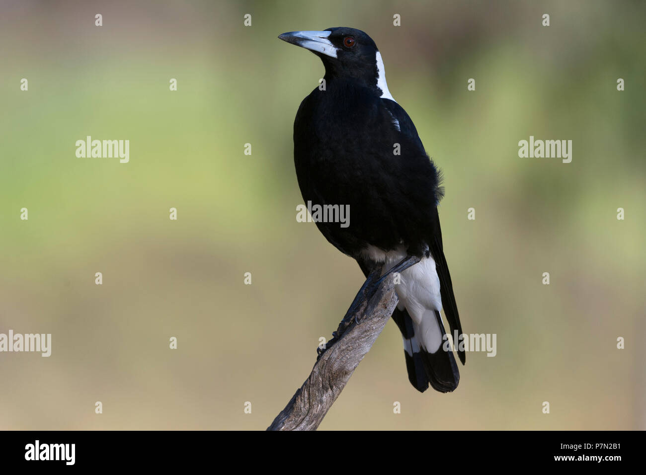 australian magpie sitting on broken tree branch portrait front on Stock ...
