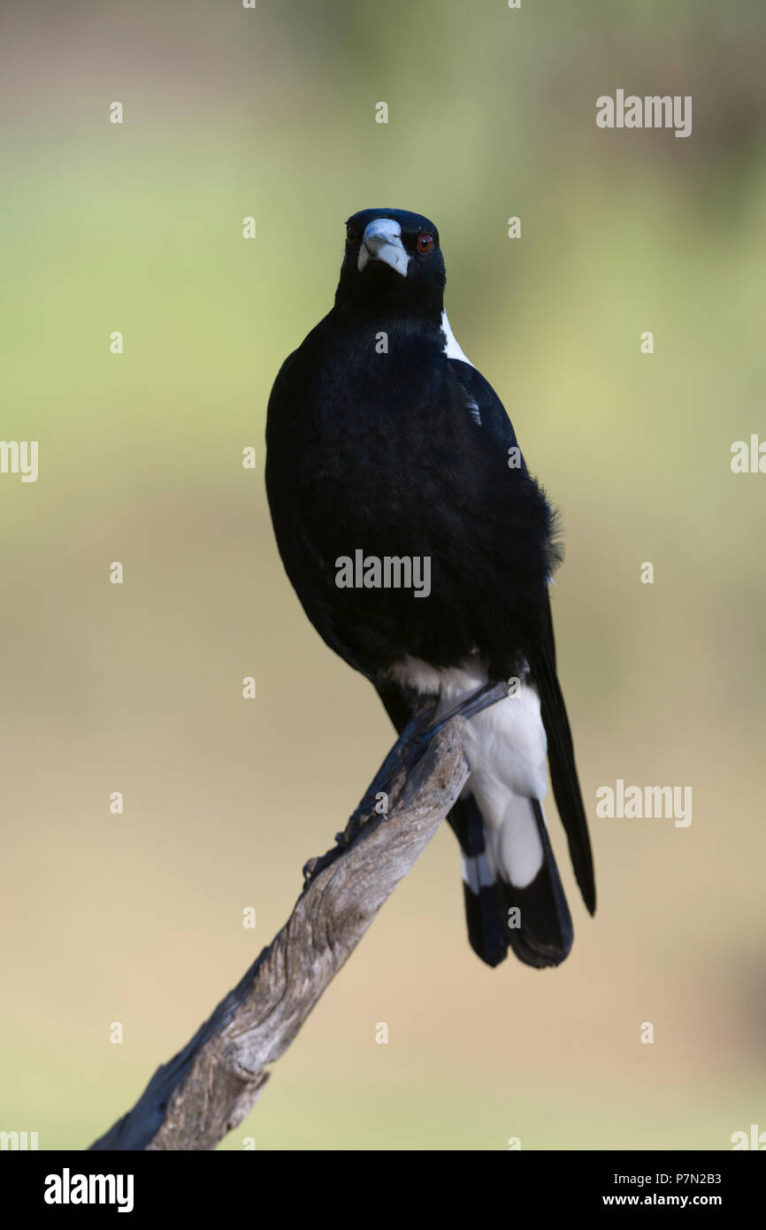 australian magpie sitting on broken tree branch portrait front on Stock ...