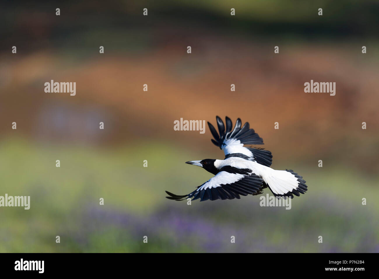 australian magpie in flight with wings out stretched, western australia ...