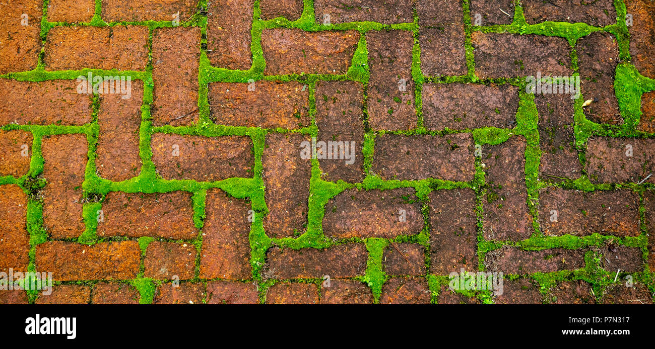 Green moss growing between brick paving creating a rectangular pattern ...
