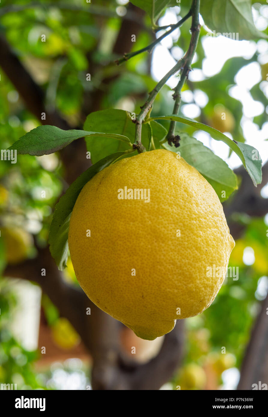 Lemon growing on a lemon tree Stock Photo - Alamy