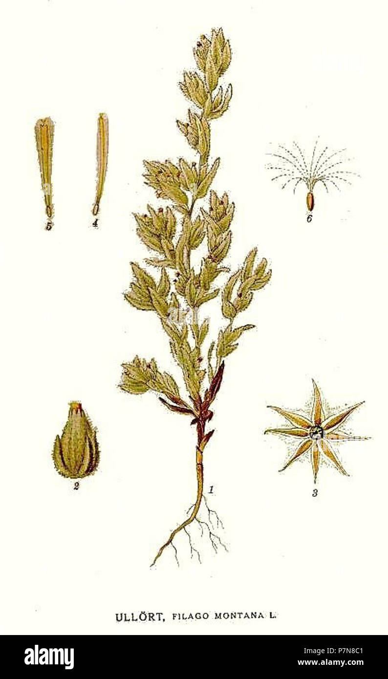 30 Filago montana Stock Photo - Alamy