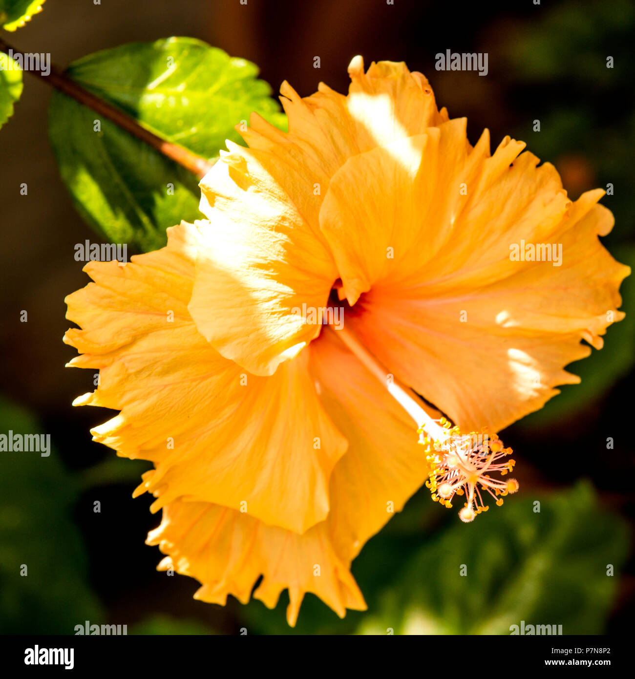 Hibiscus rosa-sinensis, flower of the medicinal plant Stock Photo - Alamy