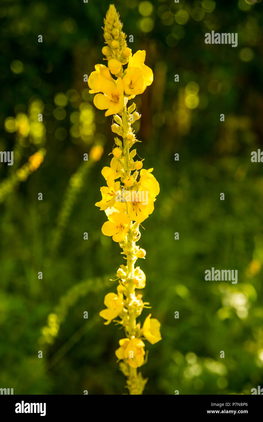 great mullein, medicinal plant with flower Stock Photo - Alamy