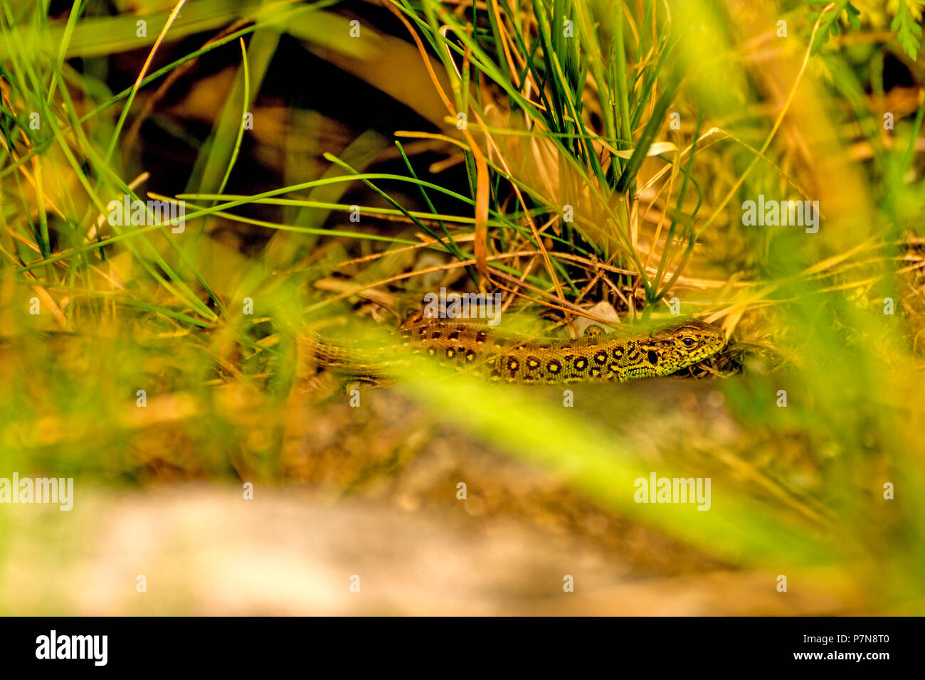 sand lizard hidden in green Stock Photo - Alamy