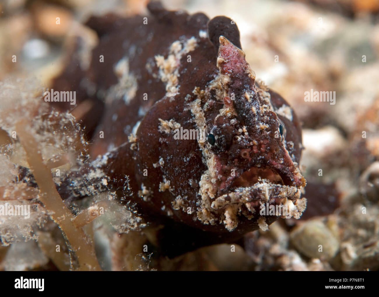 A 5cm White Spotted Anglerfish, Phyllophryne scortea, rambles toward ...
