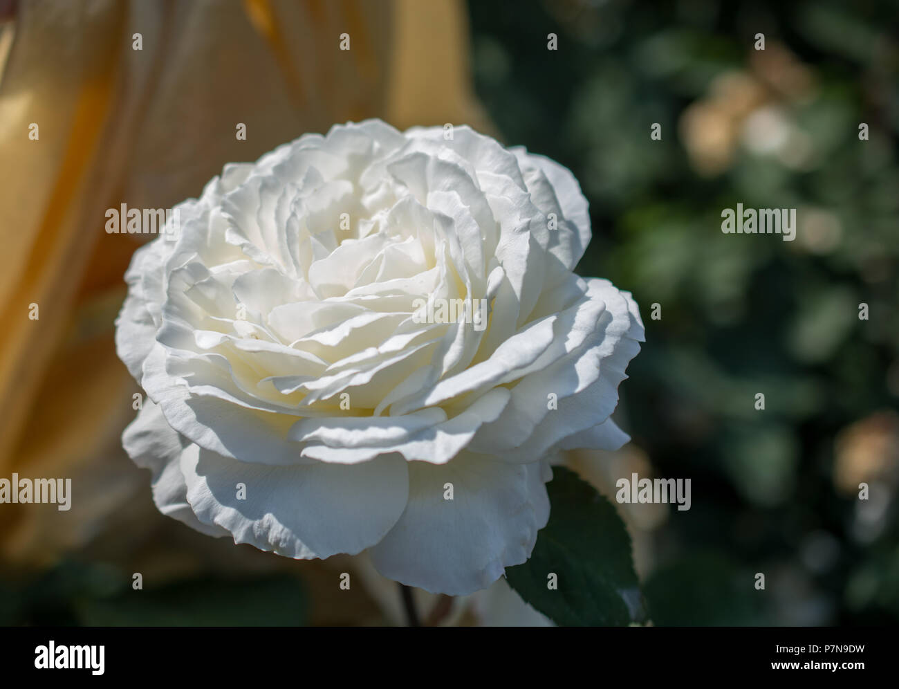 Blooming beautiful colorful rose in garden nature background Stock ...