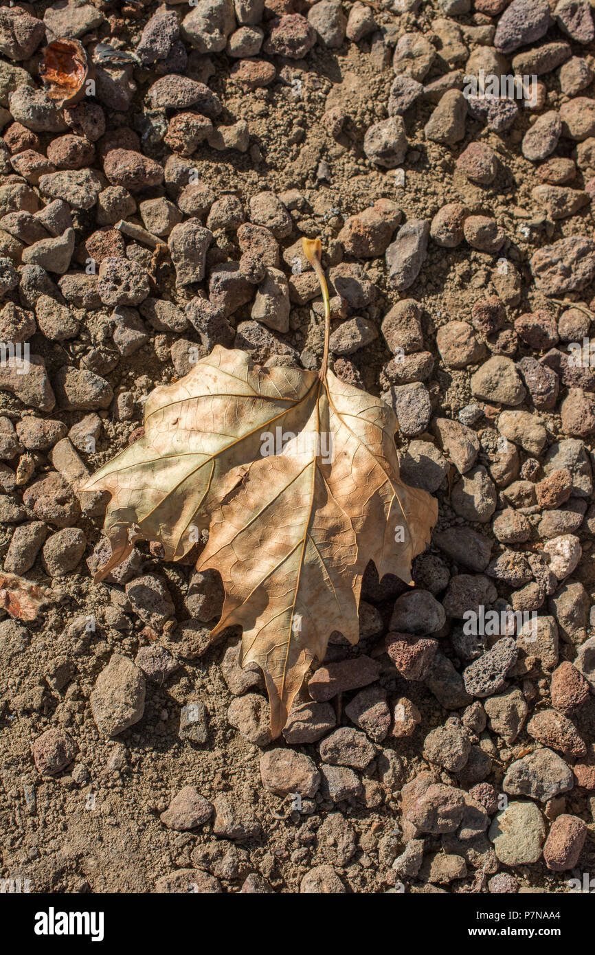 One separate dry leaf of Autumn times Stock Photo - Alamy