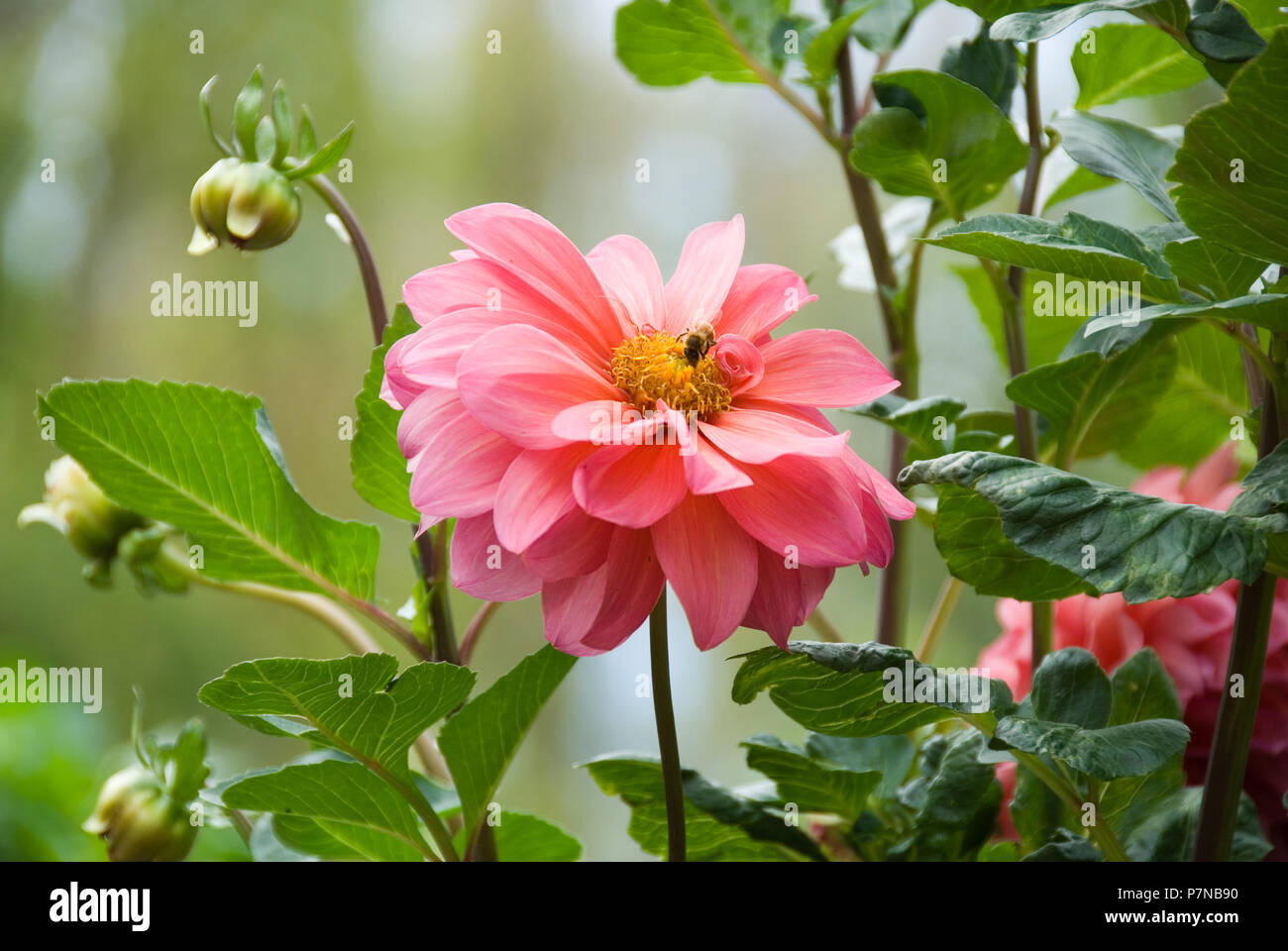 Pollination Dahlia Flower High Resolution Stock Photography and Images ...