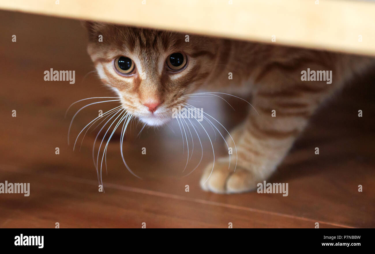 Orange tabby cat cautious looks out from under hiding place Stock Photo ...