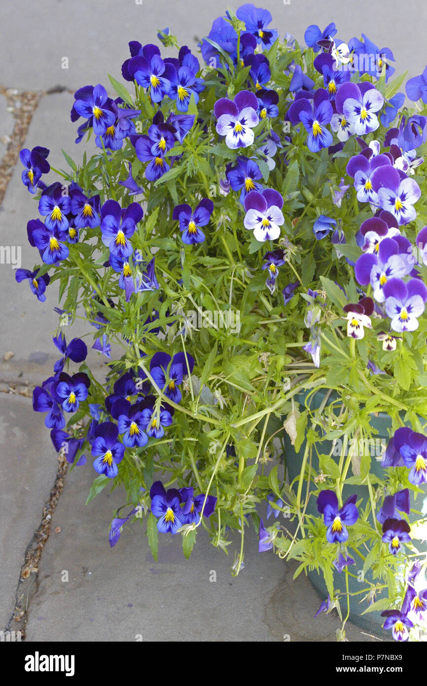 Blue violas flowers hi-res stock photography and images - Alamy