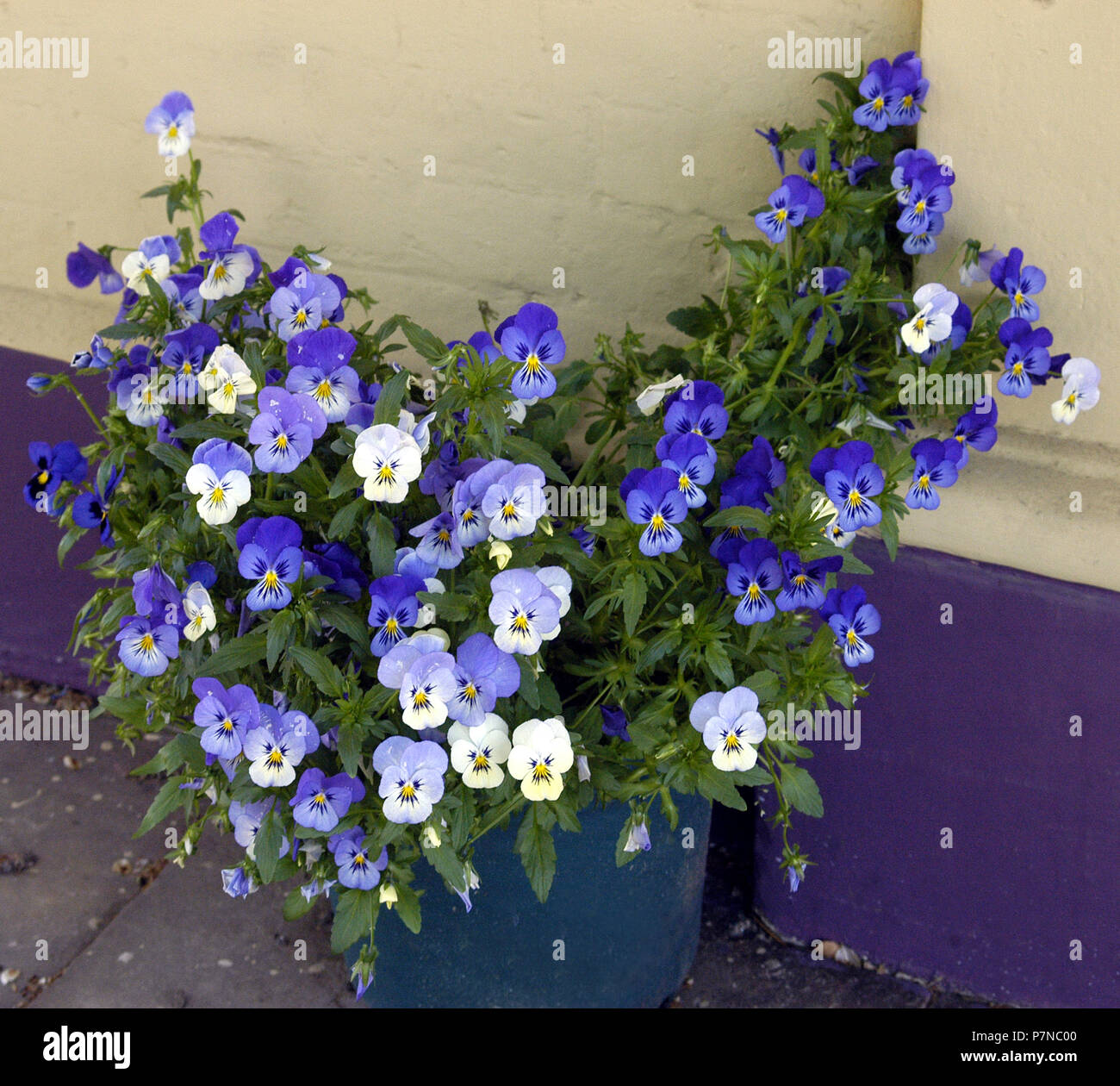 Blue violas flowers hi-res stock photography and images - Alamy