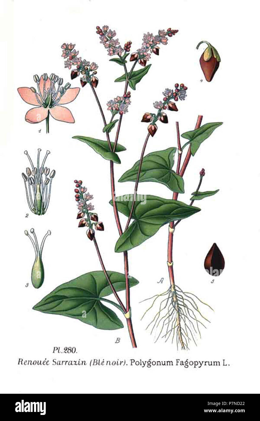 280 Polygonum fagopyrum L Stock Photo - Alamy