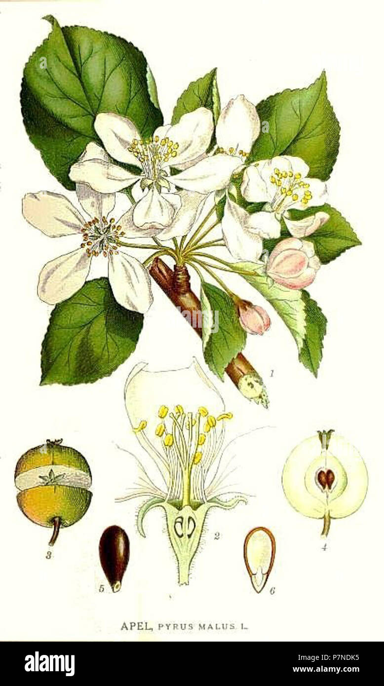 Pyrus malus hi-res stock photography and images - Alamy