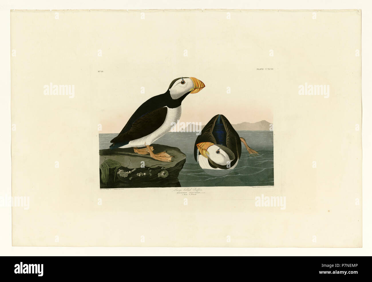 Puffin classic hi-res stock photography and images - Alamy