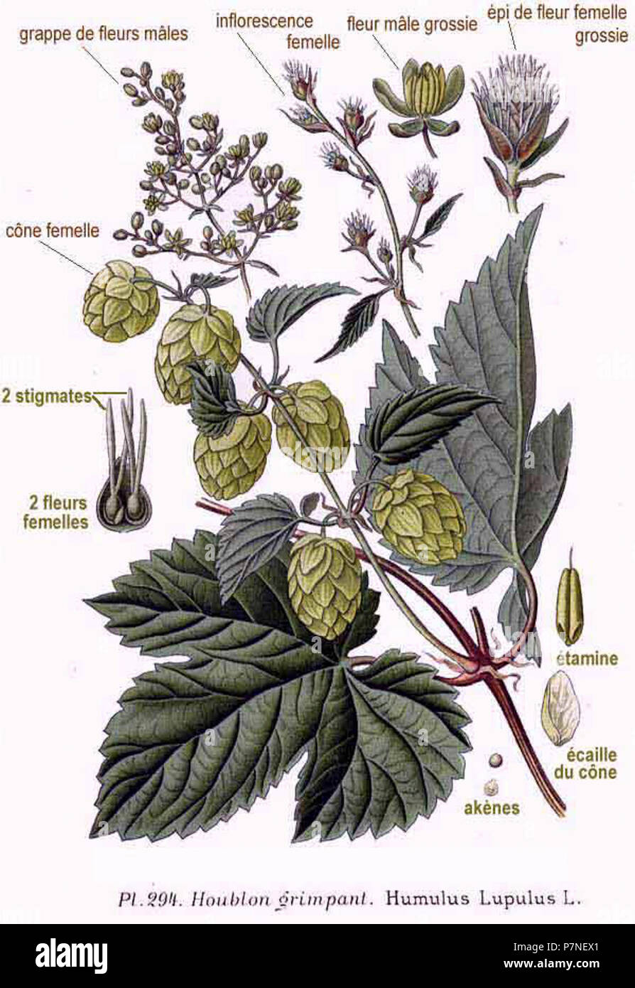 Humulus l hi-res stock photography and images - Alamy