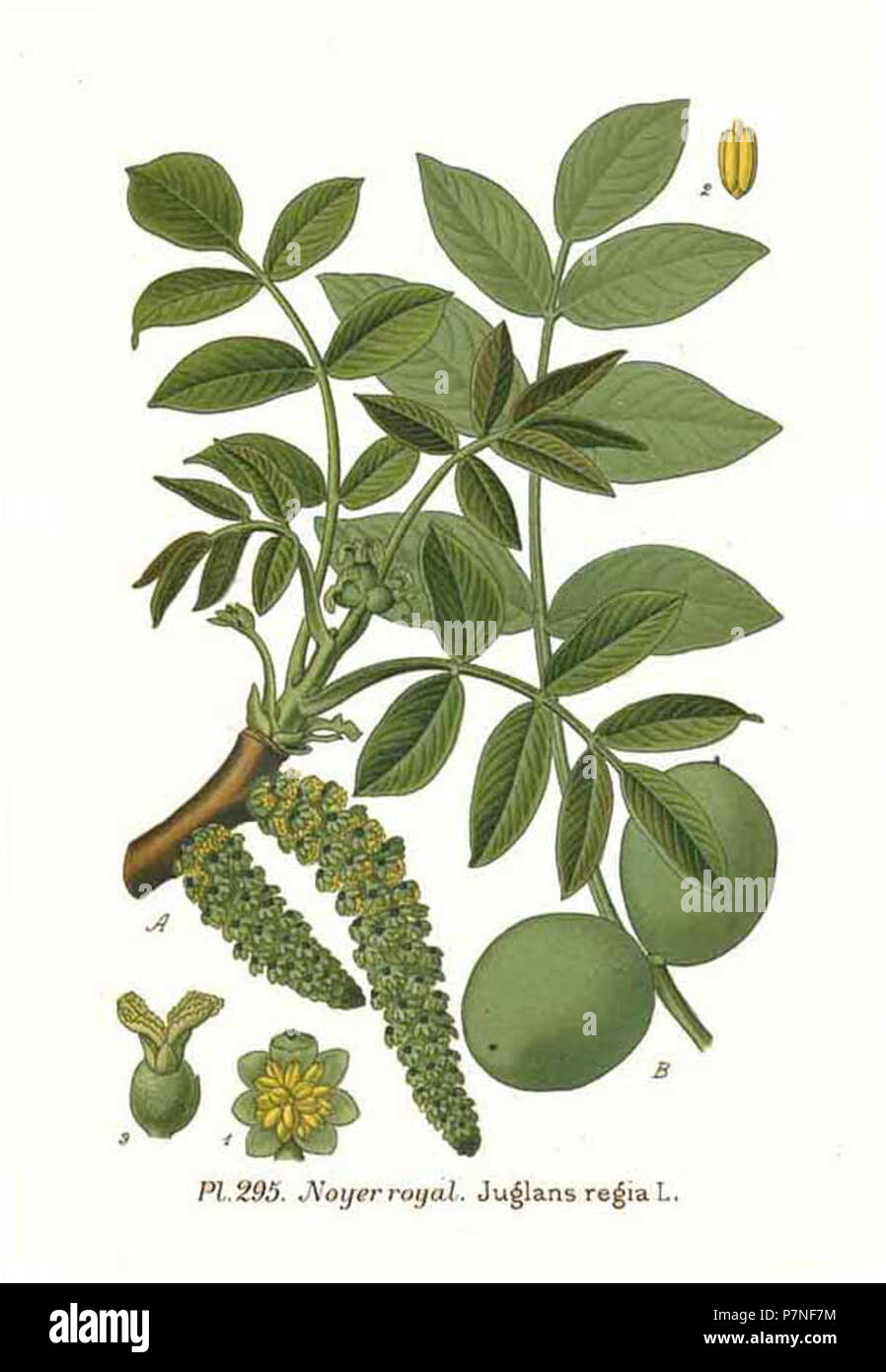 Juglans regia l hi-res stock photography and images - Alamy