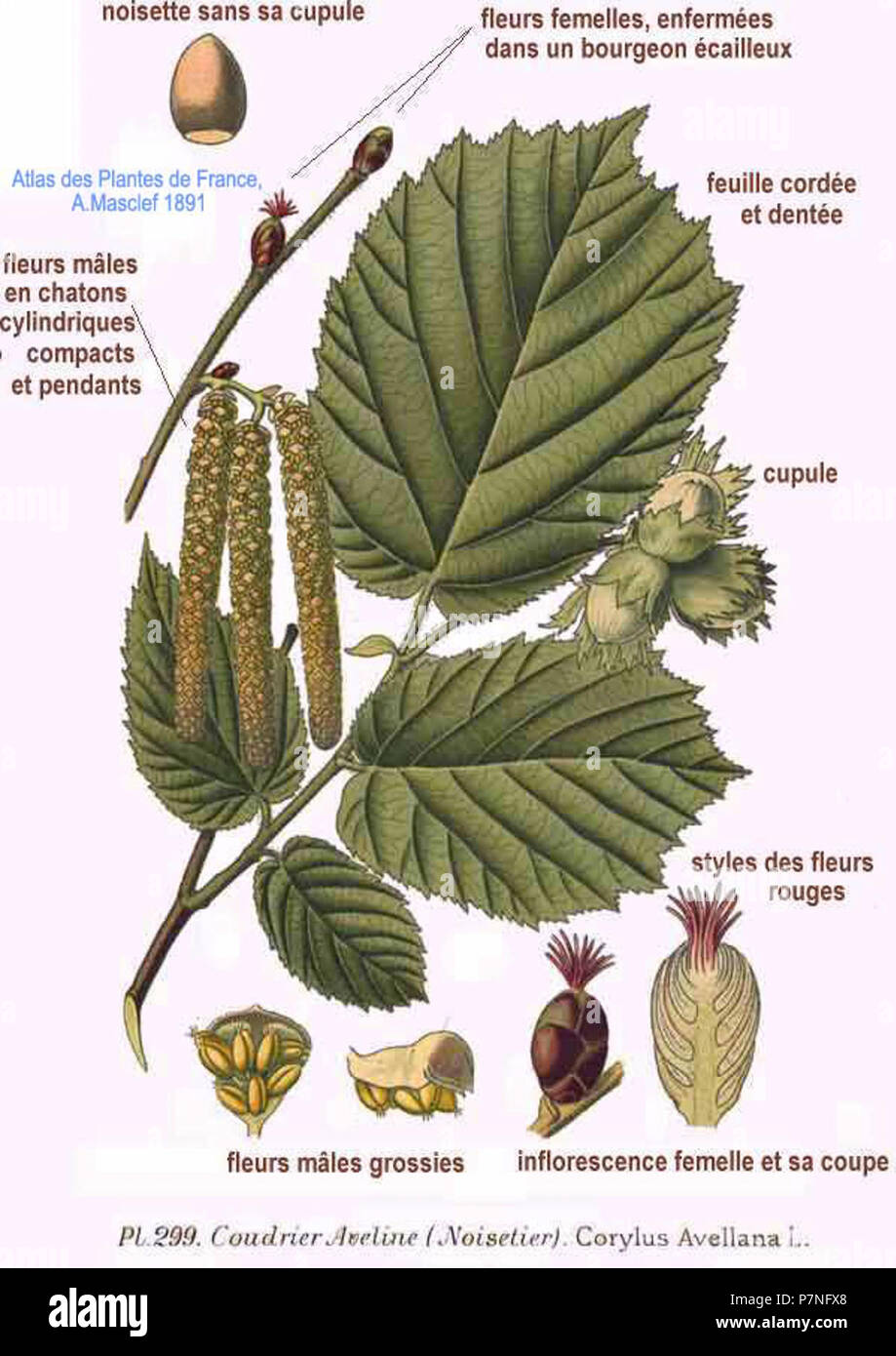 Corylus avellana l hi-res stock photography and images - Alamy