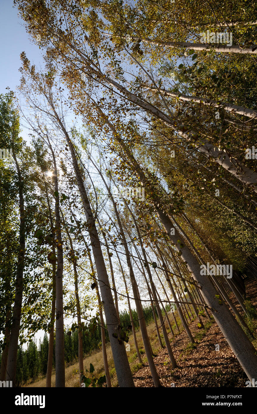 Poplar Forest in Fuente Vaqueros, Granada, Andalusia, Spain Stock Photo ...
